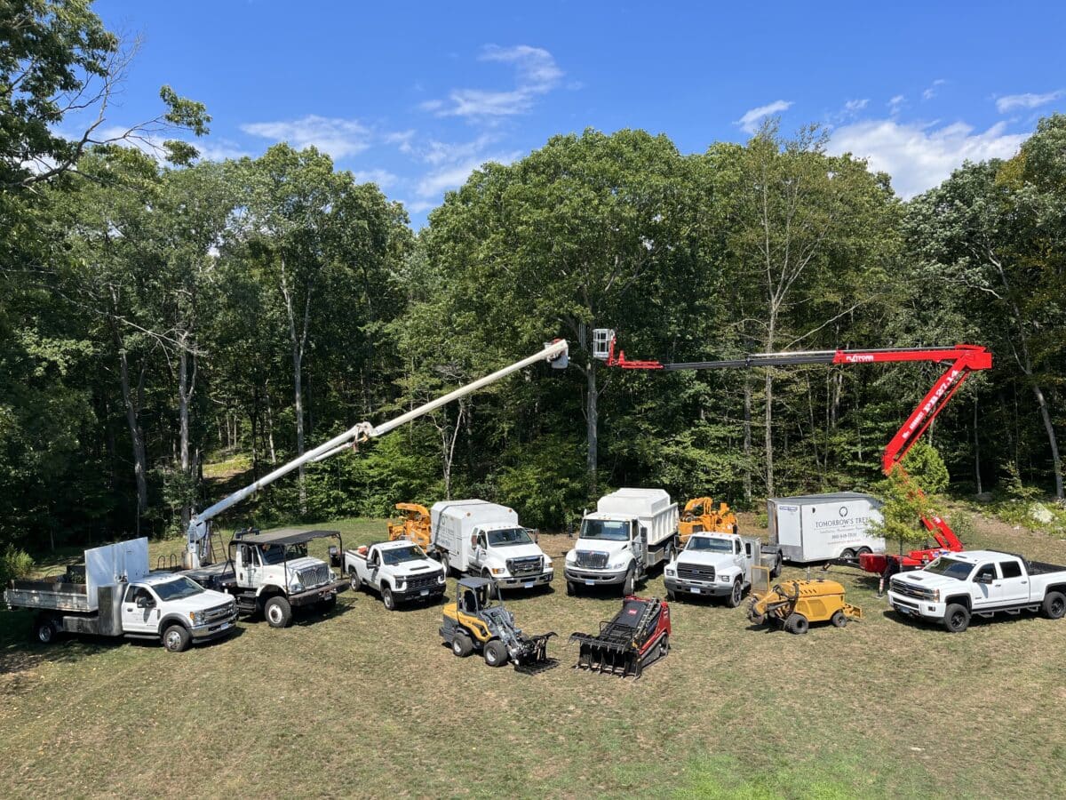 Tree Removal, Tree Services, Tree Trimming & Pruning Near Me in CT